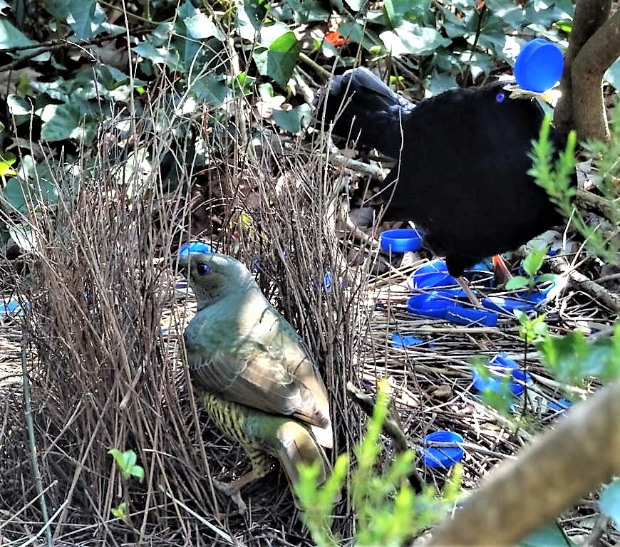 A bower to be proud of for a satin bowerbird.