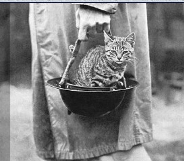 Cats in times of war. They deserve our thanks and their place in history.