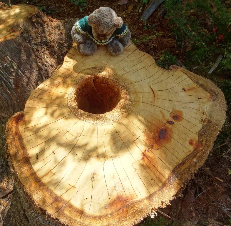 How a fallen tree lives on.