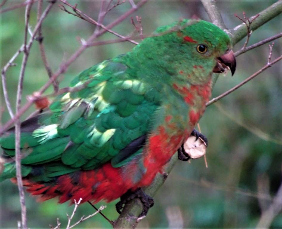 LIFE'S UPS AND DOWNS FOR A LITTLE KING PARROT - Pauline Conolly